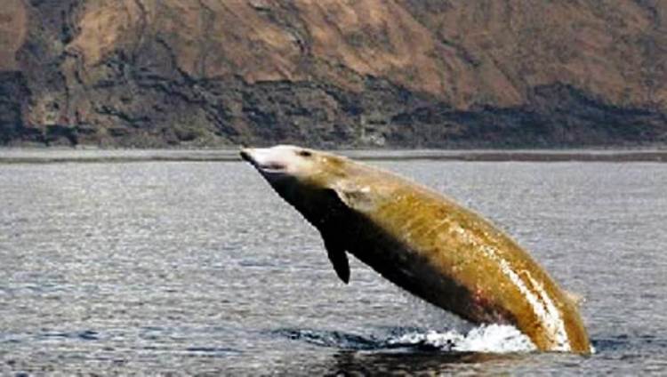 Encuentran rara ballena picuda en Australia
