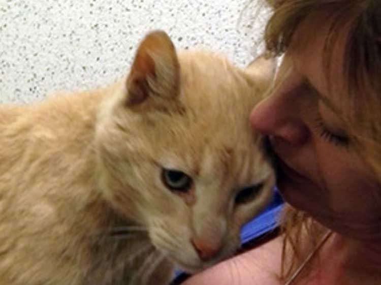 Ozzie: el gato que viajó de Australia a Irlanda