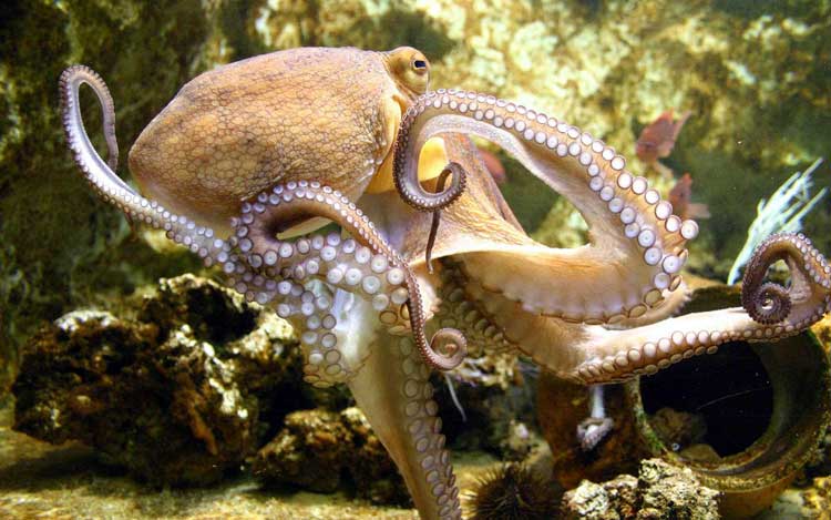 Genoma del pulpo revela sorprendentes secretos