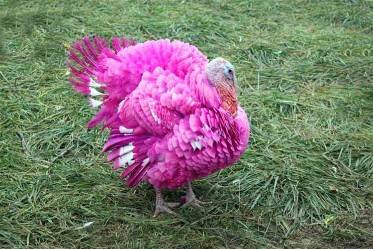 El secreto de los Pavos de colores