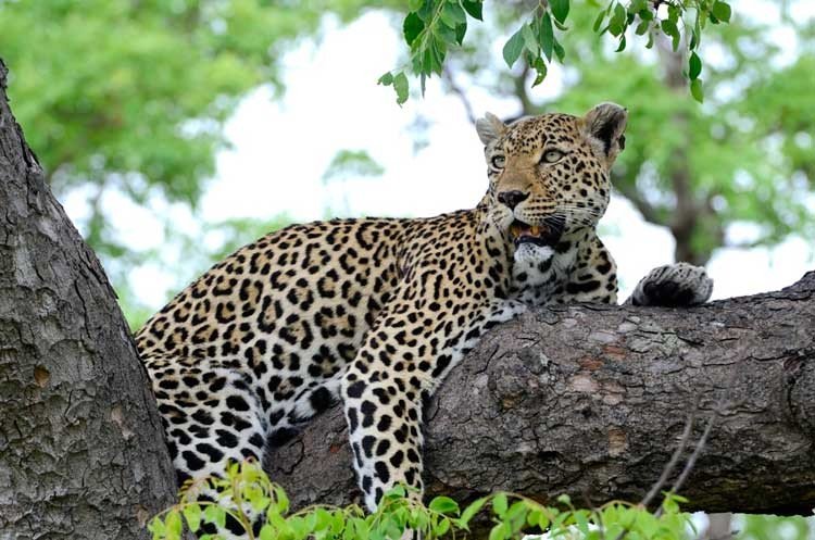 La rara amistad de un bebe impala y un leopardo