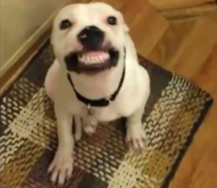 Perro sonriente tiene millones de Fans en Facebook