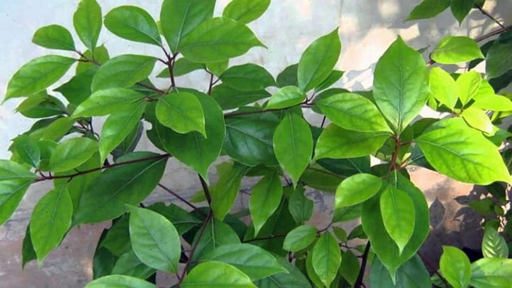 7 Beneficios del Alcanfor